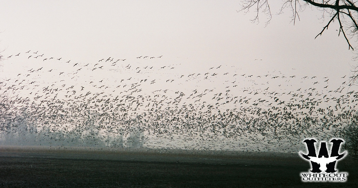 How Weather and Wind Influence Spring Snow Goose Migration in Missouri ...